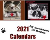 Japanese Chin Care & Rescue Effort – Japanese Chin Care & Rescue Effort
